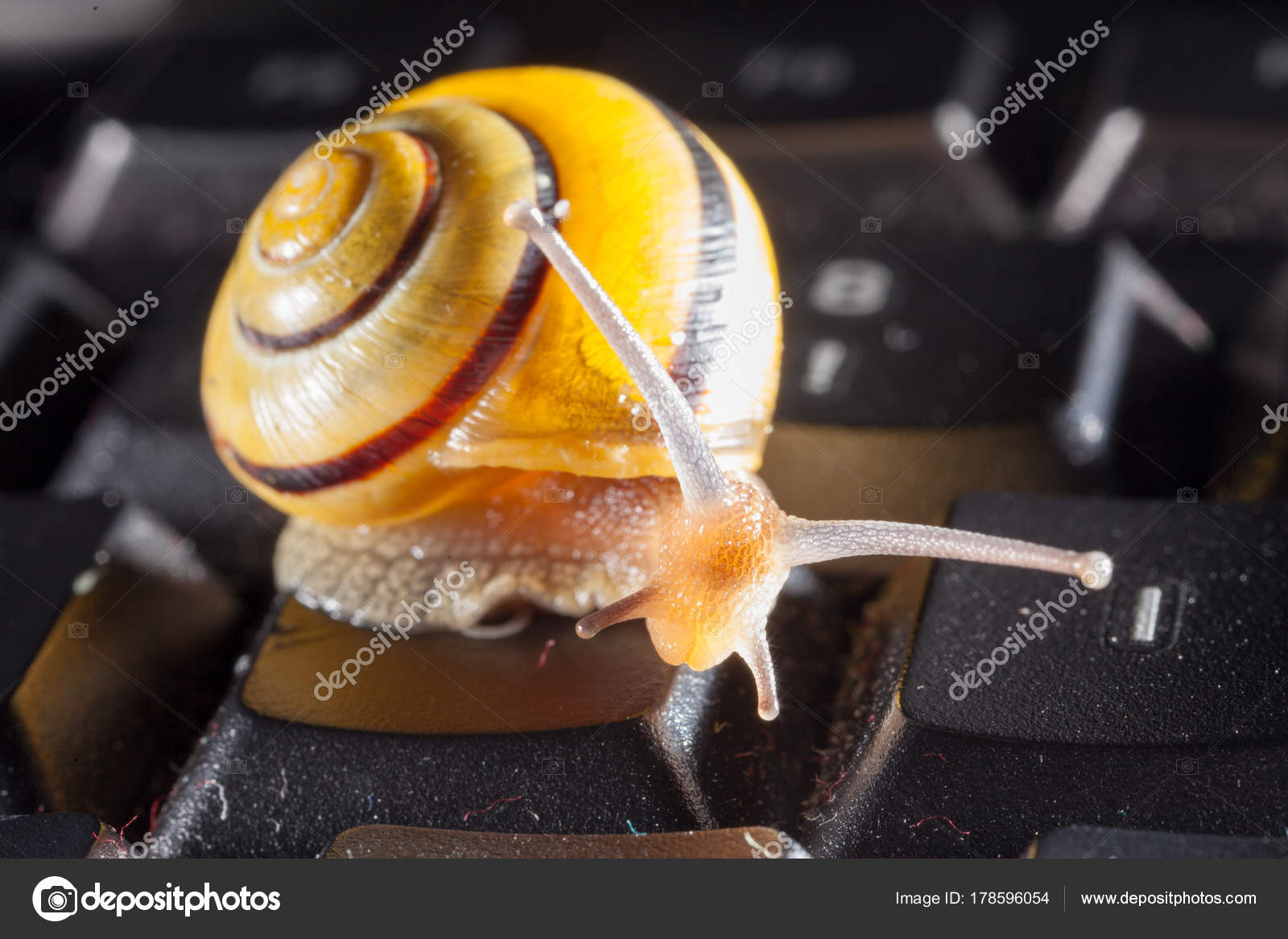 Garden snail on a black computer keyboard — Stock Photo © bjorn999 ...