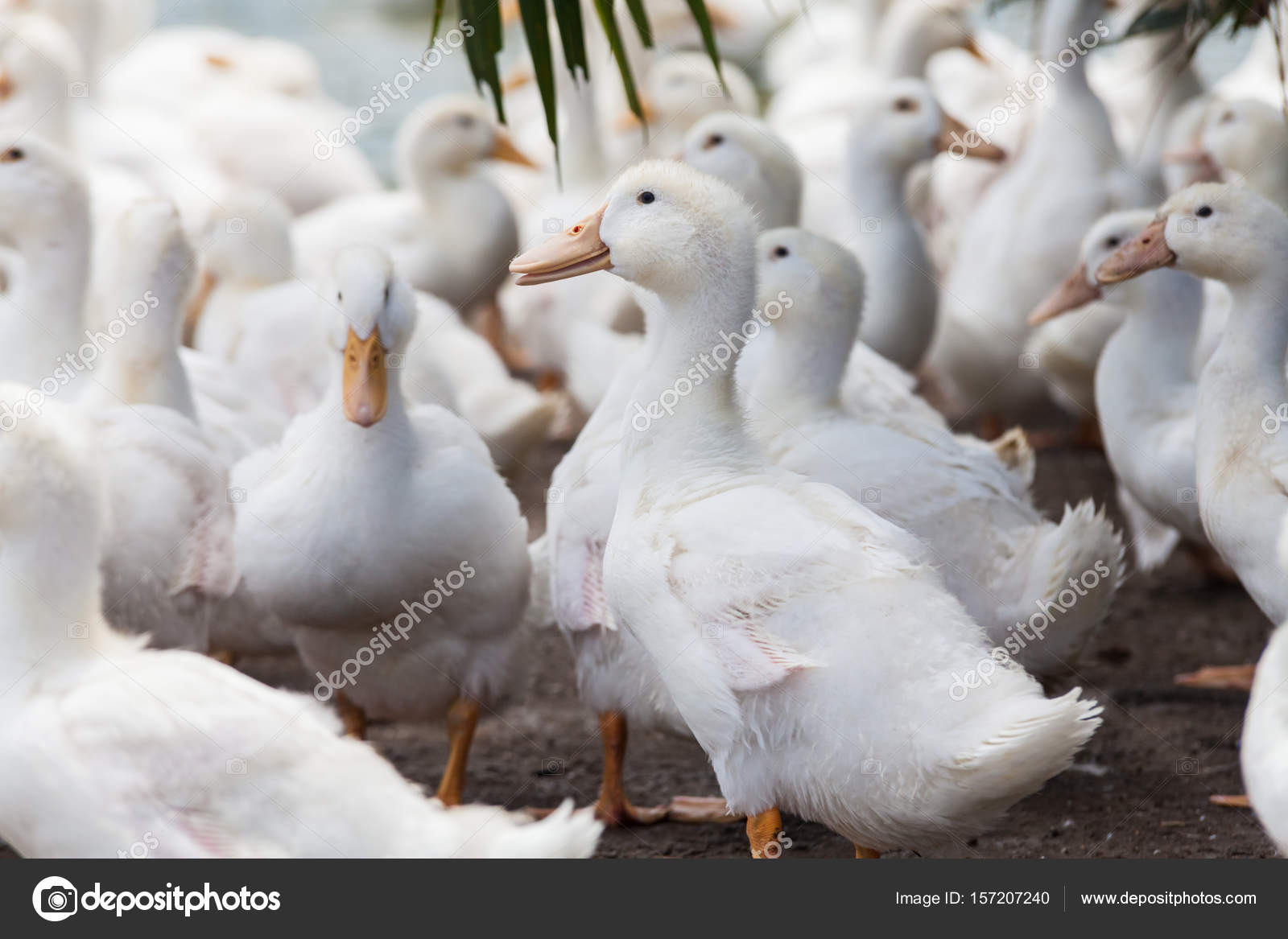 Real white duck in a farm with pond — Stock Photo © KeongDaGreat #157207240