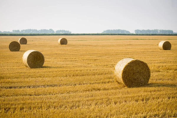 Canadian farmers Stock Photos, Royalty Free Canadian farmers Images ...