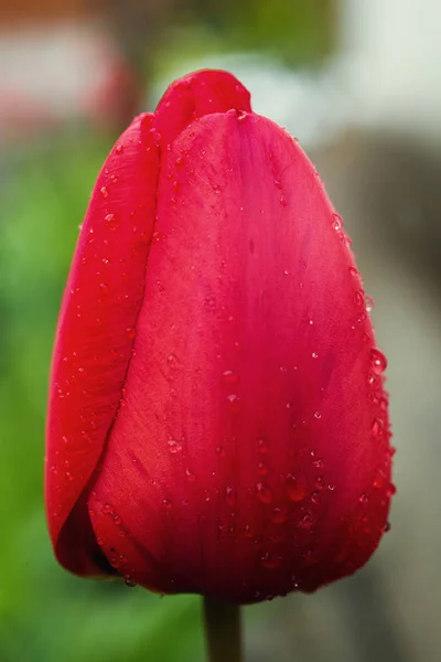 Perfectly represents spring and summer seasons, tulip flower, flowers bouquets, gardens,Red ...