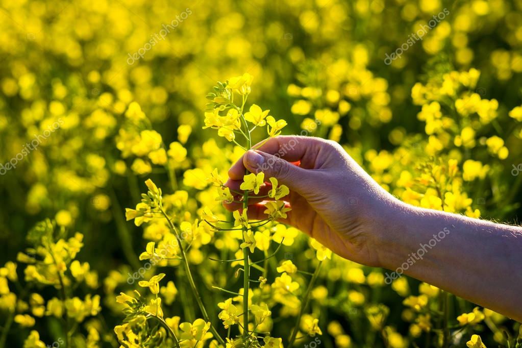Manos femeninas tocando flores de violación. toque con la naturaleza ...