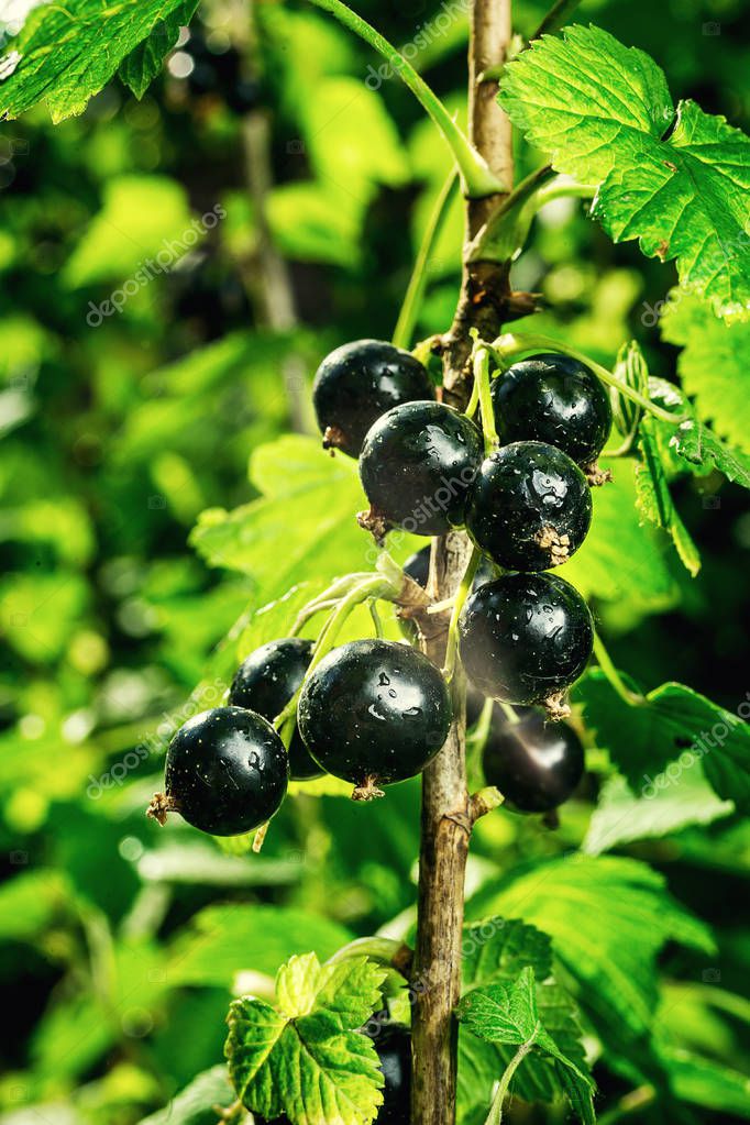 el arbusto de la grosella negra que crece en el jardín.El fondo de la ...