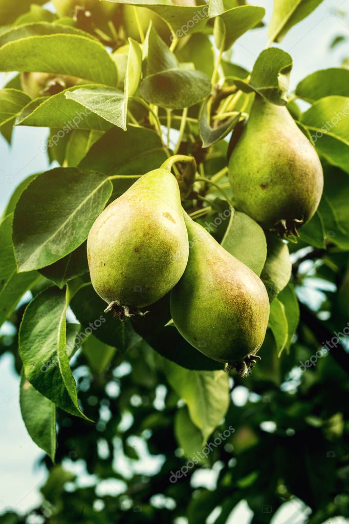 las peras en la rama, la pera verde inmadura, el Pera, la pera sabrosa ...