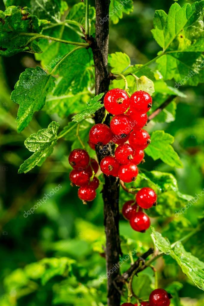 el arbusto de la grosella roja que crece en el jardín.El fondo de la ...