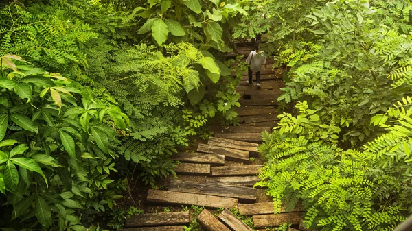 Top view walk at wooden sky walkway in forest with trees. with people ...