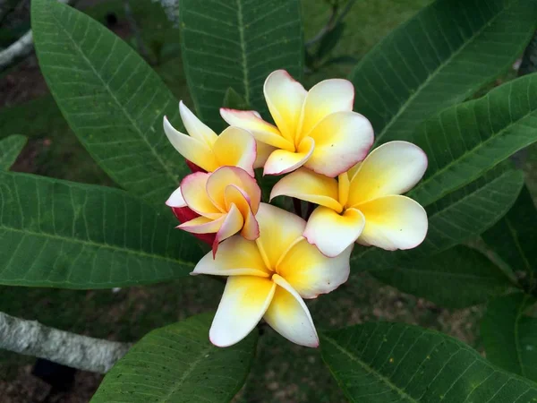 Hawaiian alive flowers Stock Photos, Royalty Free Hawaiian alive ...