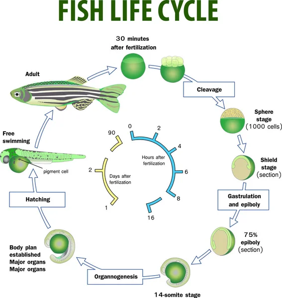 Life cycle fish, Royalty-free Life cycle fish Vector Images & Drawings ...