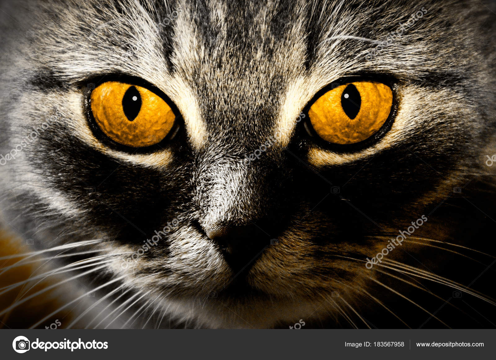 Beautiful Yellow Golden Cat Eyes — Stock Photo © NatalyLad #183567958