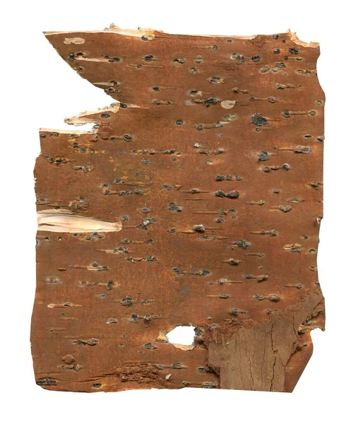 Natural Wood Texture Background Raw Birch Textures Forestry Wooden ...