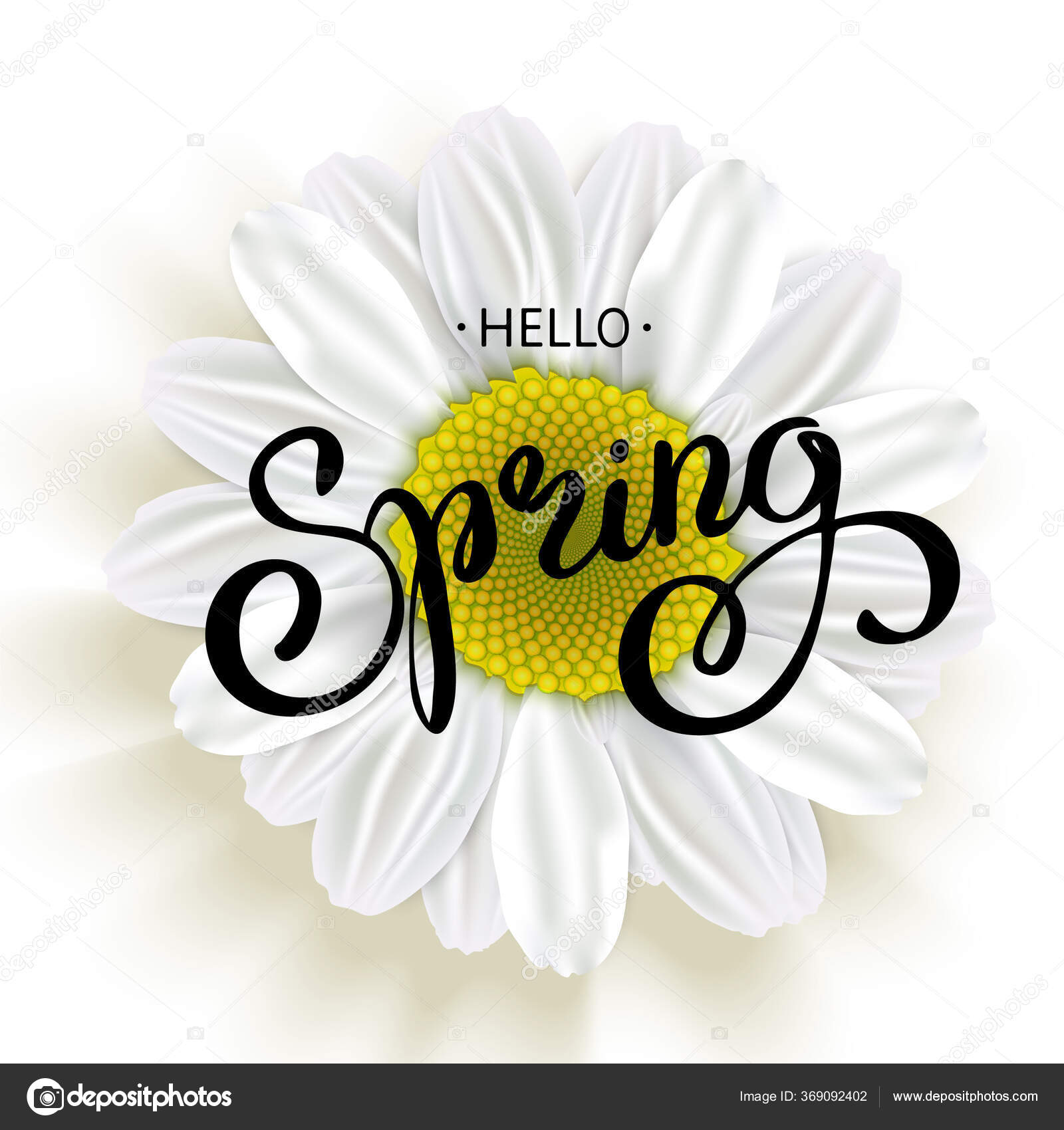 Daisy Flower Spring Hand Lettering Isolated White Vector Illustration ...