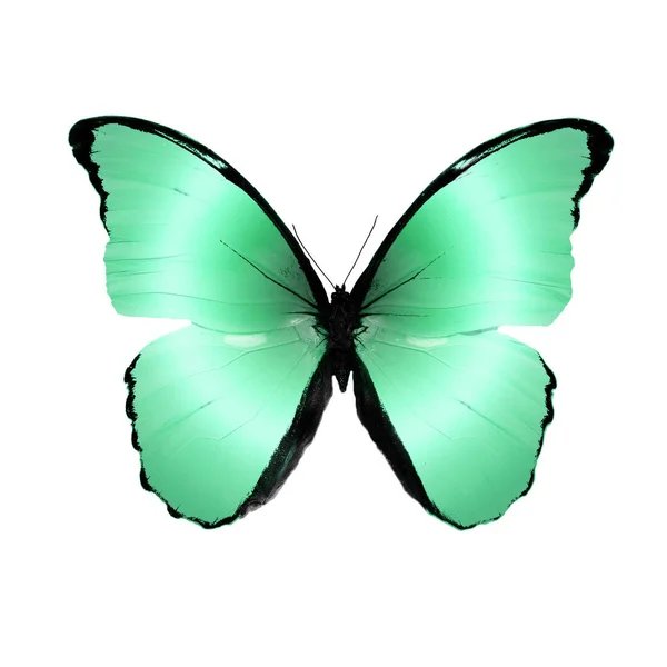 Morpho green yellow butterfly , isolated on white Stock Photo by ©sun ...