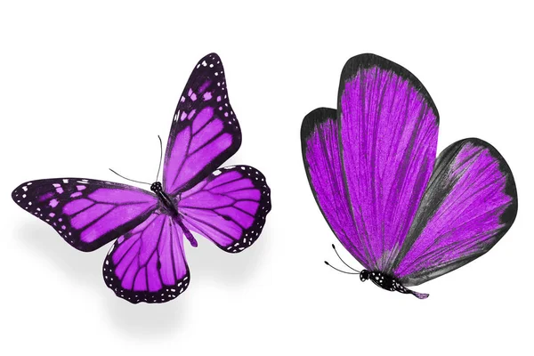 Purple blue butterfly — Stock Photo © sun_tiger #40350509
