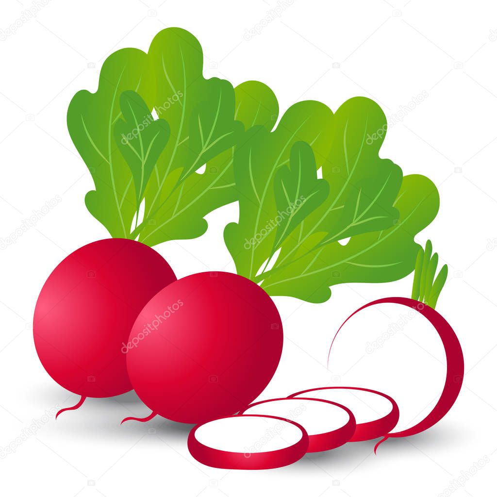 Rábanos - ilustración vectorial. Dibujos animados. Un ramo de rábanos ...
