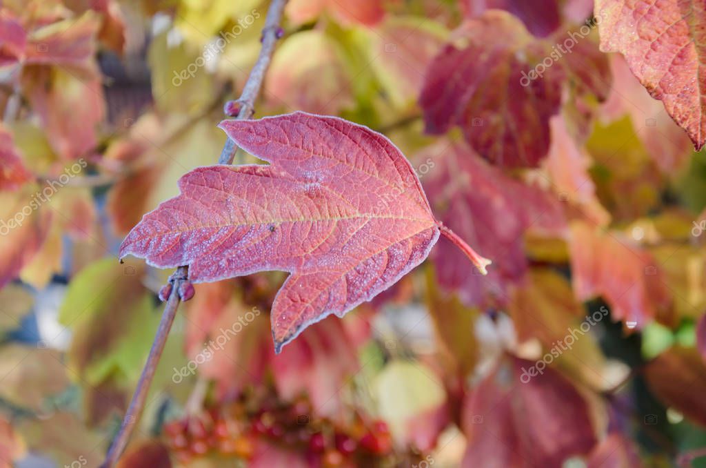 hermoso fondo con hojas de color rojo brillante de viburnum cubierto ...