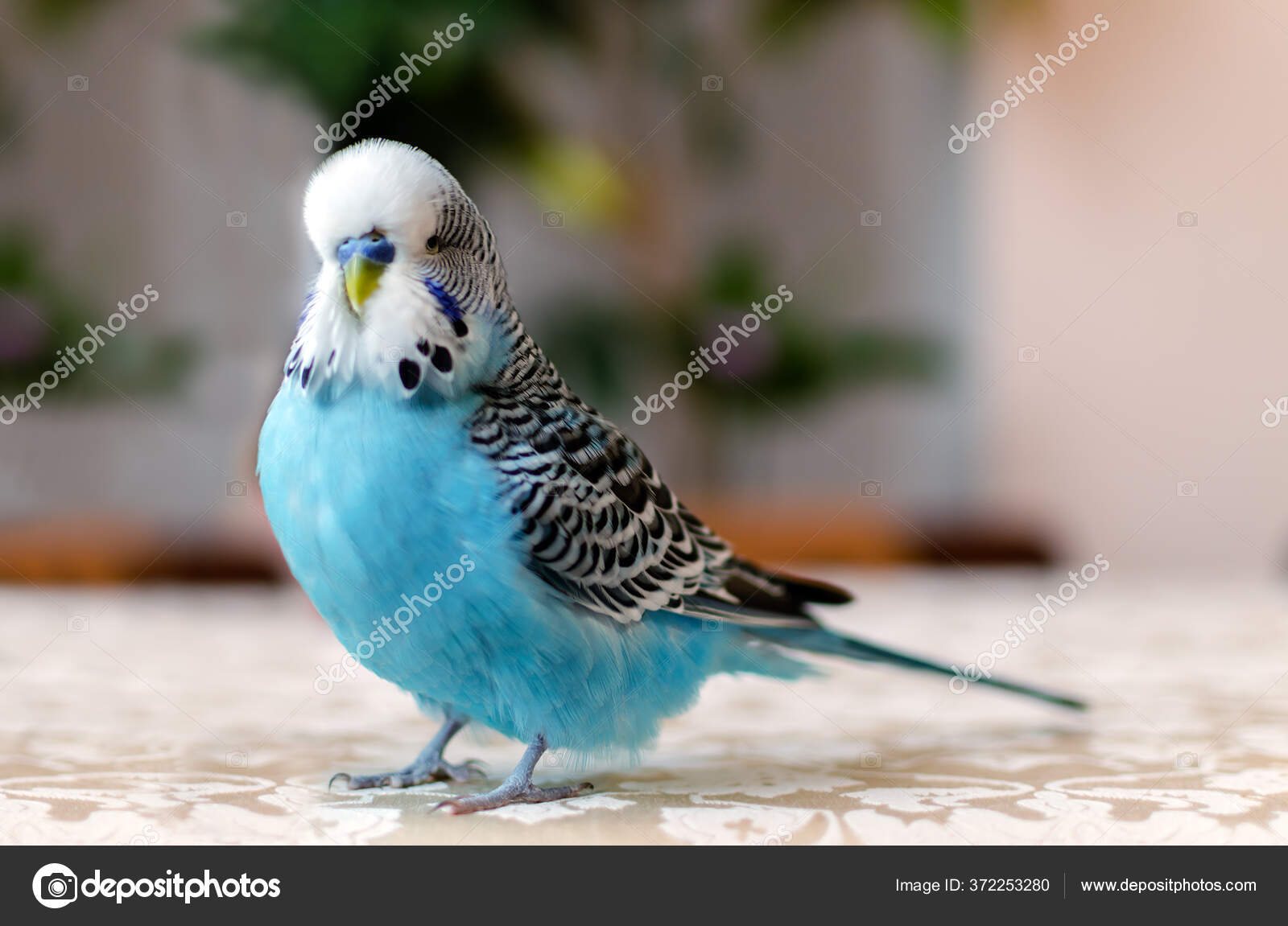 Male Blue Parakeet