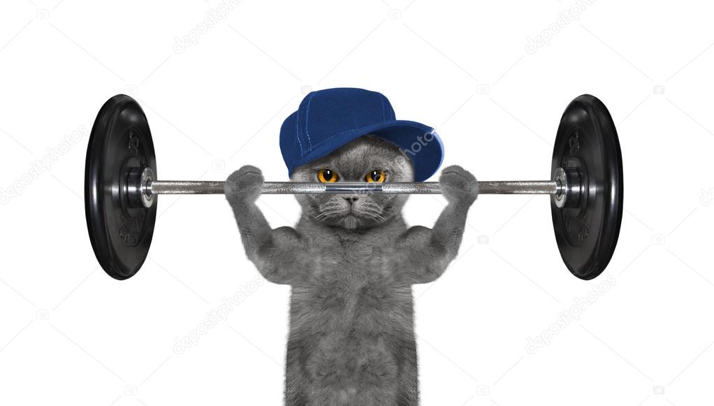 Cat Lifting Weights