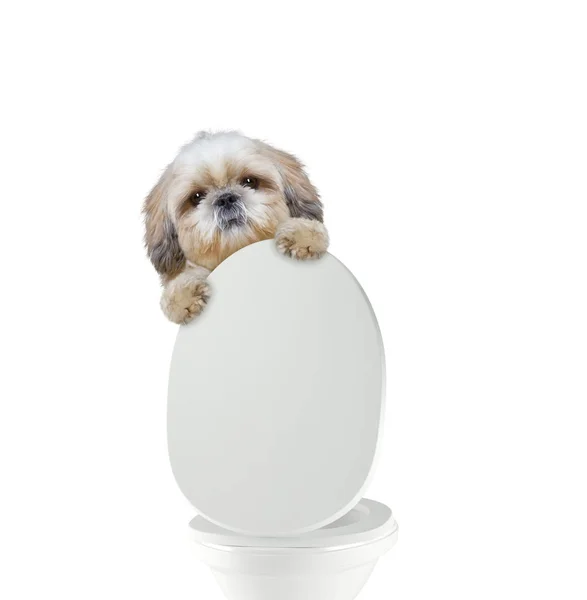 Dog pooping fotos de stock, imágenes de Dog pooping sin royalties ...