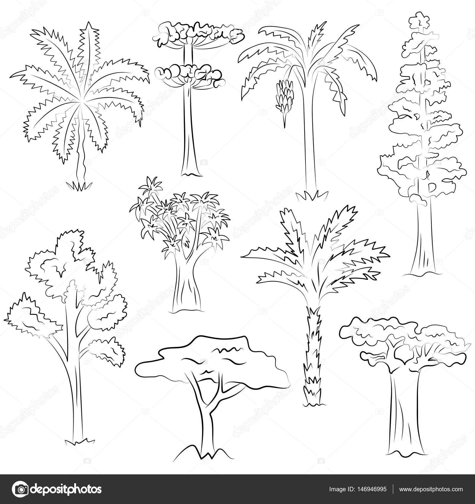 Tropical Rainforest Tree Drawing