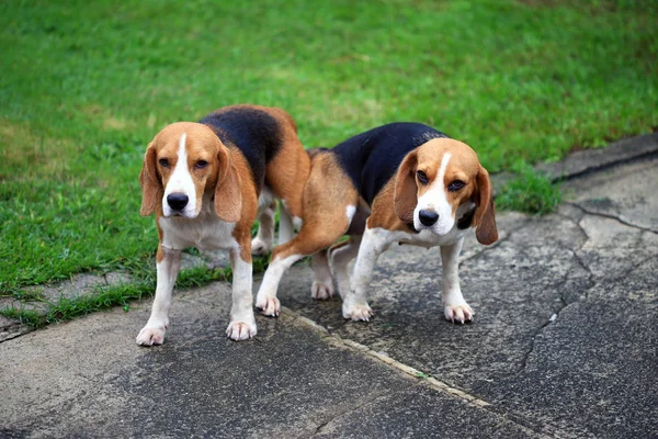 Two purebred beagle dog making love in a garden Stock Photo by ©S ...