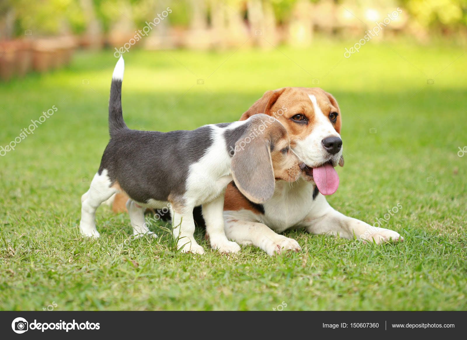 Adult Beagles