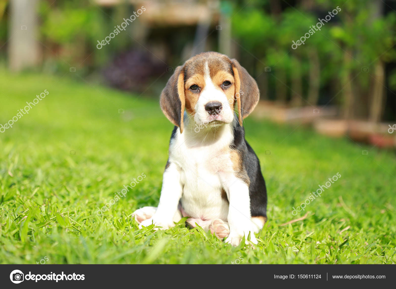 How Can You Tell A Purebred Beagle
