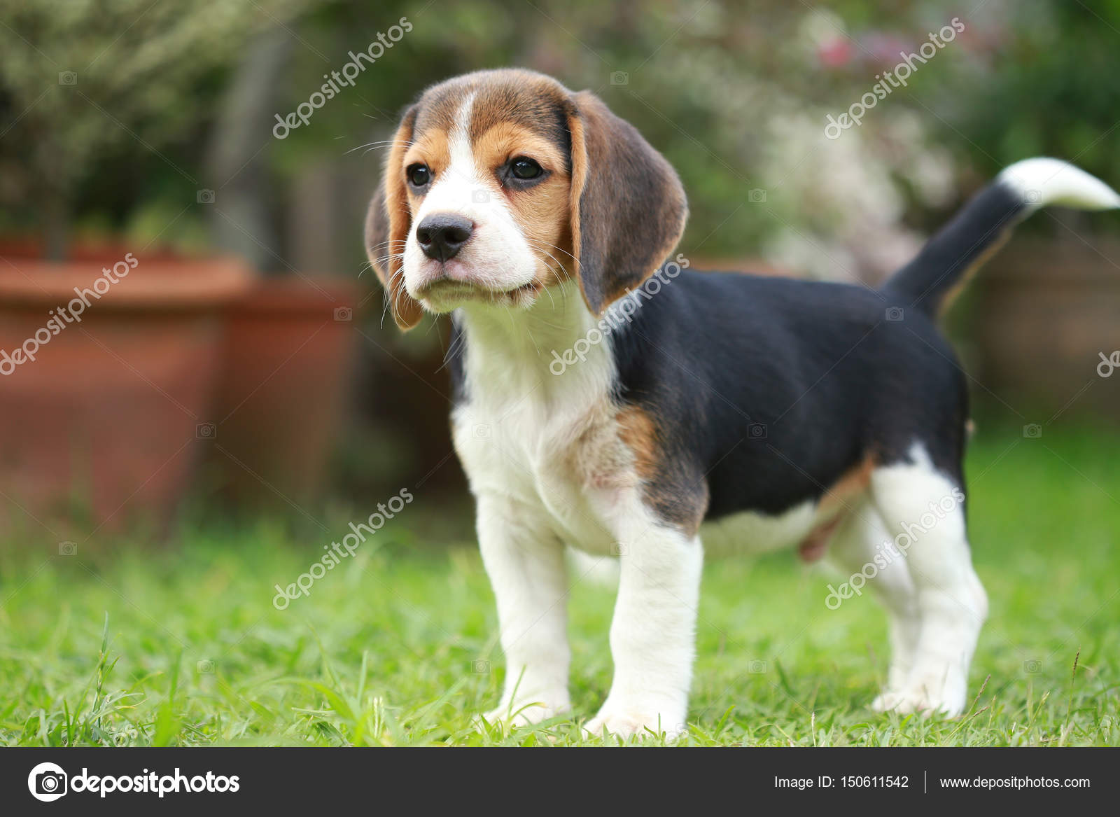How Can You Tell A Purebred Beagle