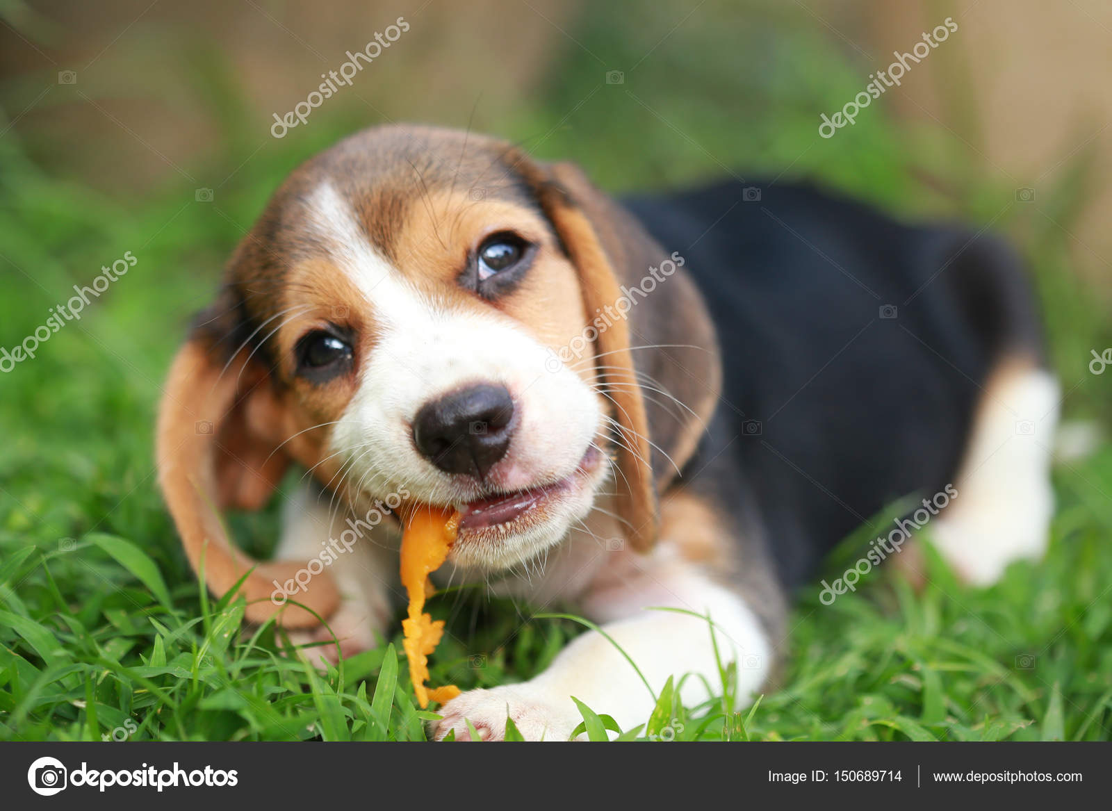 Are Beagles Purebred
