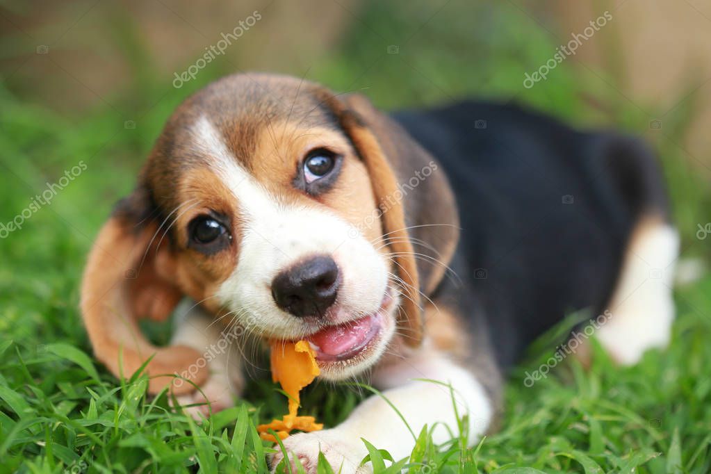cachorro beagle pura raza es disfrutar de comer fruta, 2 meses fuerte ...