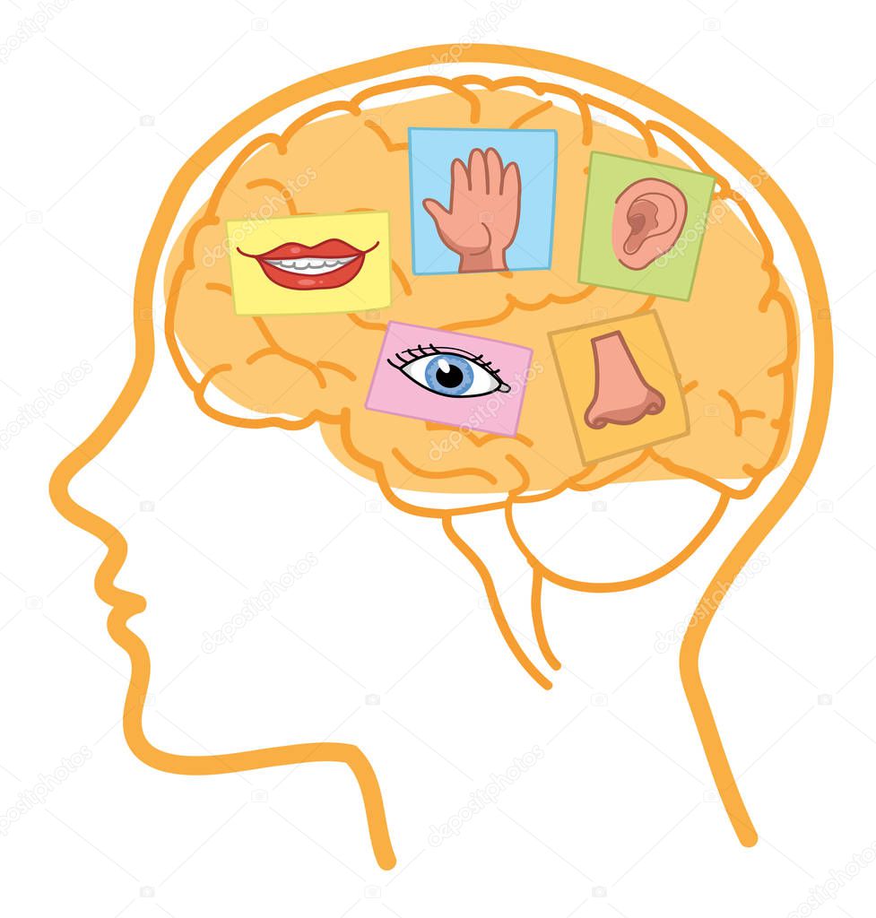 Human brain five senses — Stock Vector © carlacastagno #143393527