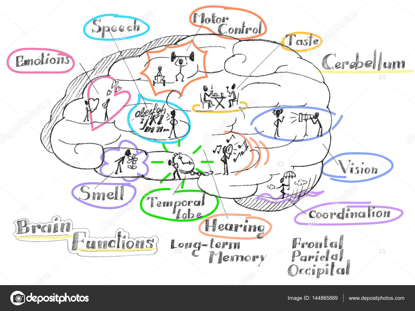 Brain functions vector Stock Vector Image by ©carlacastagno #144865889