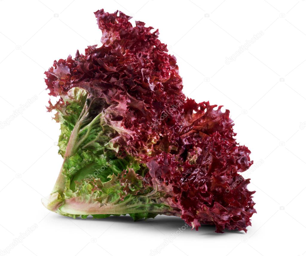 Vegetable salad lettuce Lollo Rosso isolated on white background ...