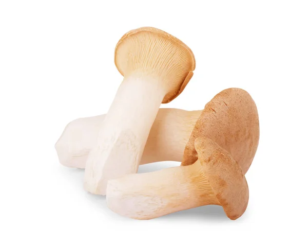 Fresh Forest Edible Mushrooms White Background Stock Photo by ©Vadarshop 631559796