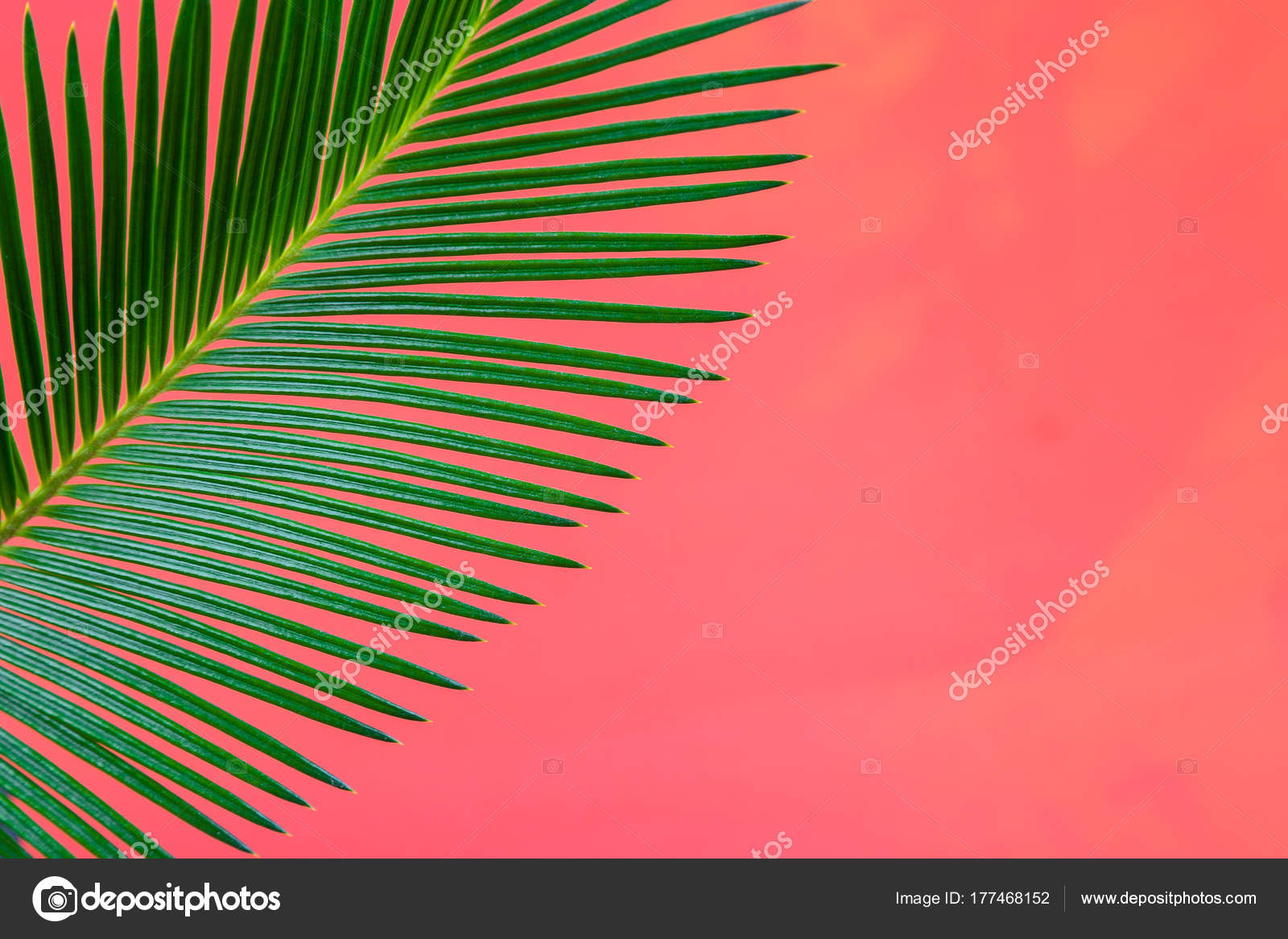 Tropical Background Palm Trees Branches. Holiday. Travel. Copy space ...