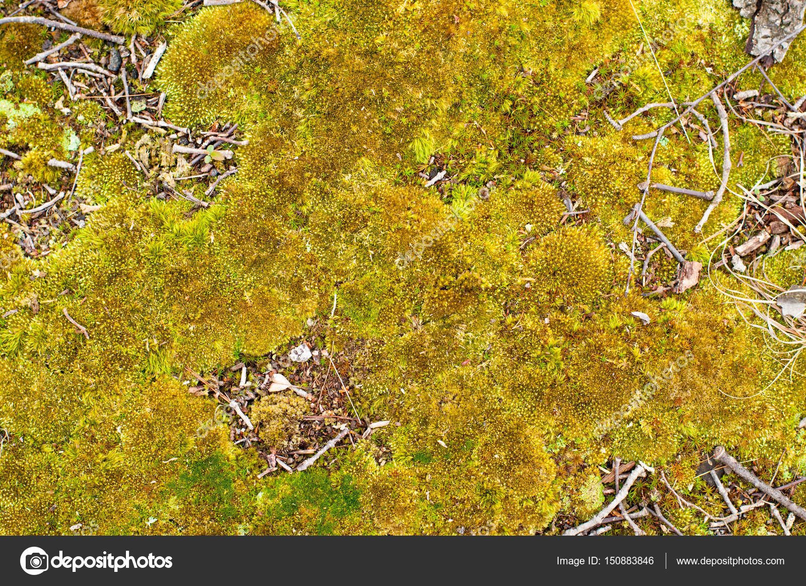 Moss texture background — Stock Photo © flisakd #150883846