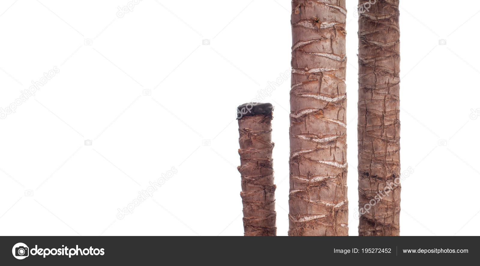 Yucca. Trunk of palm tree on white background Stock Photo by ©flisakd ...