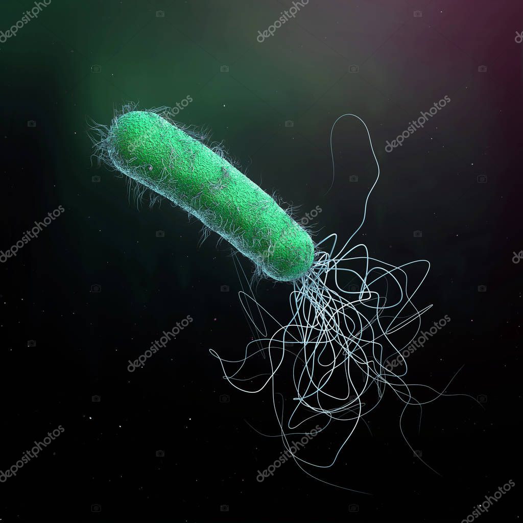 Bacteria Pseudomonas aeruginosa resistente a múltiples antibióticos de ...