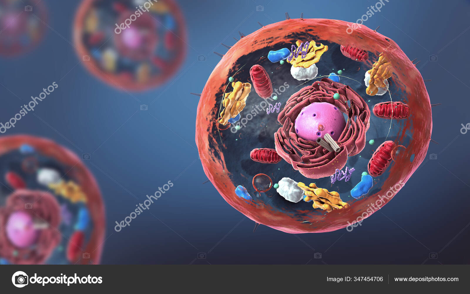 Real Eukaryotic Cell
