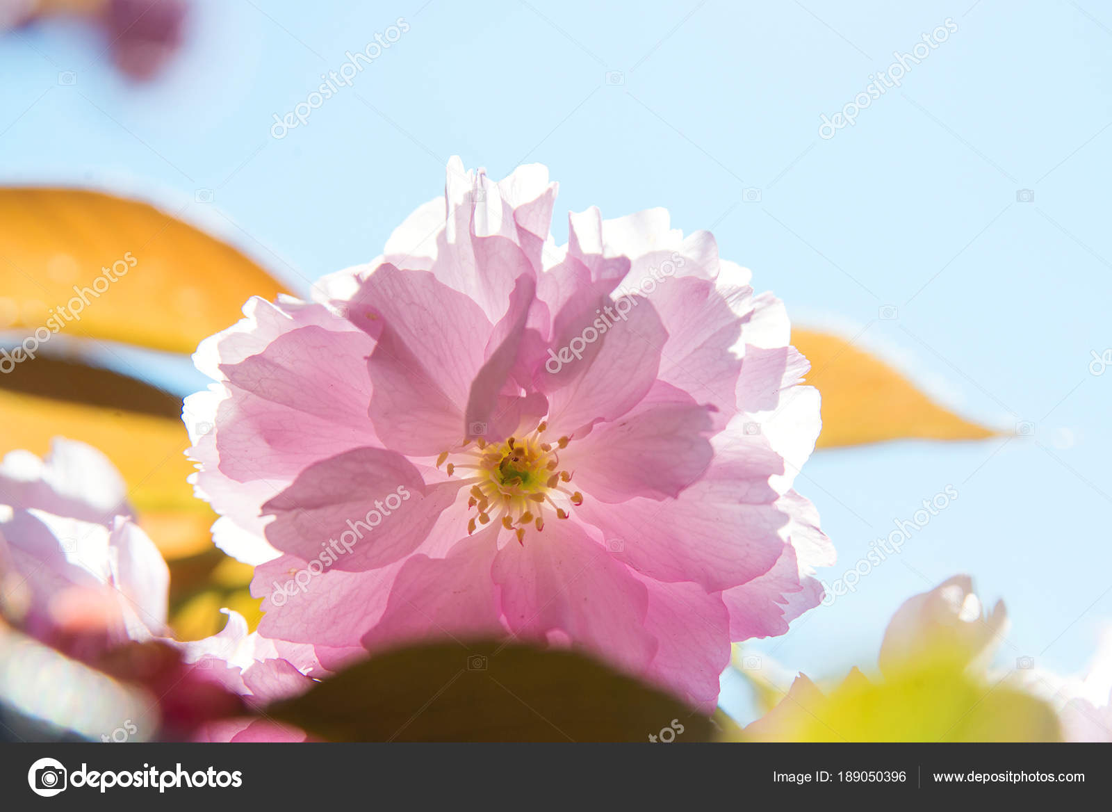 Pink sakura cherry blossom with green leaves ,on nature backdrop ...