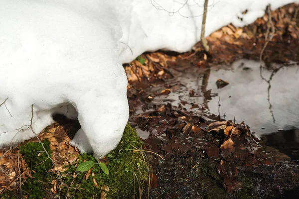 Snow melts in early spring. Melting snow on green grass in nature ...