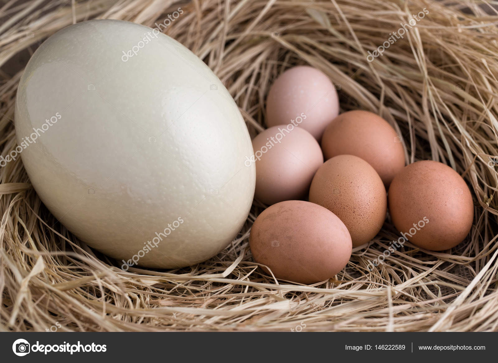 Ostrich Egg In Nest Ostrich Egg And Chicken Eggs On Straw. — Stock