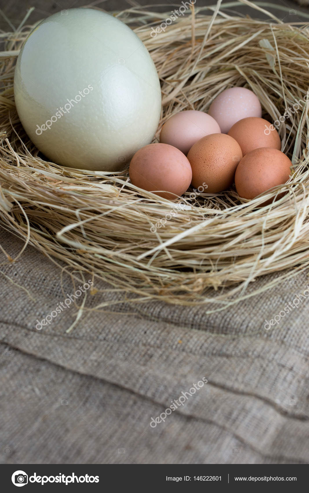 Ostrich Egg In Nest Ostrich Egg And Chicken Eggs On Straw. — Stock