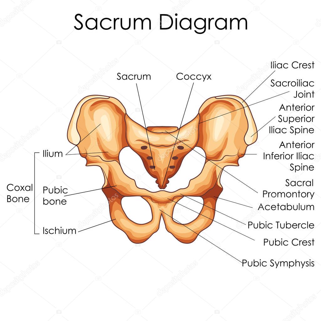 Medical Education Chart of Biology for Sacrum Diagram. Vector ...