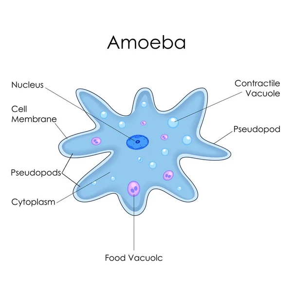Amoeba Vector Images, Royalty-free Amoeba Vectors | Depositphotos®