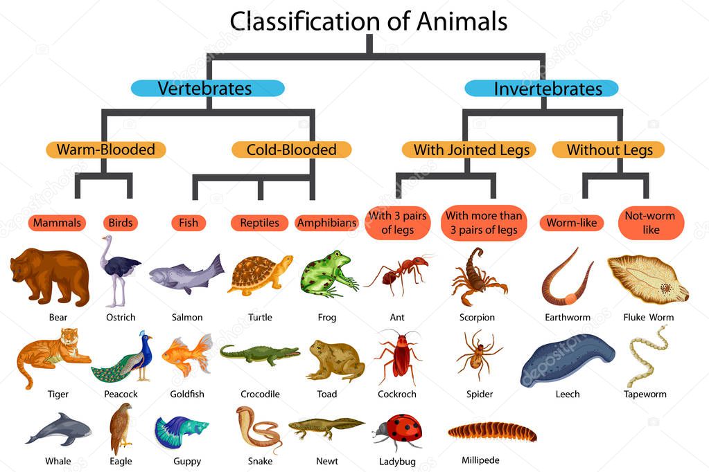 Carta Educativa de Biología para la Clasificación de Animales Diagrama 2023