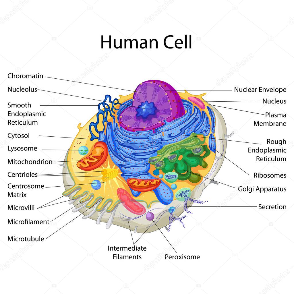 Education Chart of Biology for Human Cell Diagram — Stock Vector ...