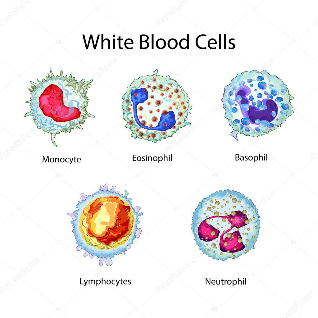 Education Chart of Biology for White Blood Cells Diagram
