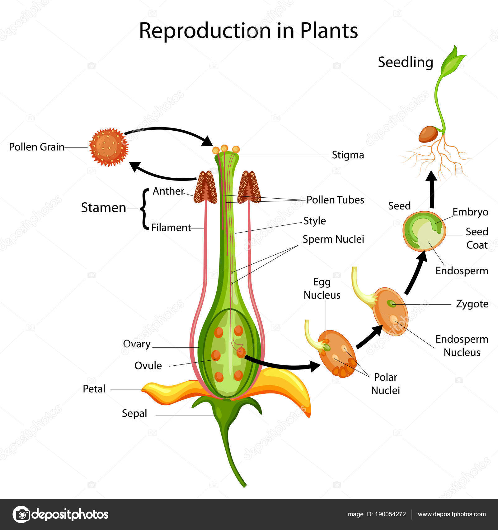 Pollination Diagram