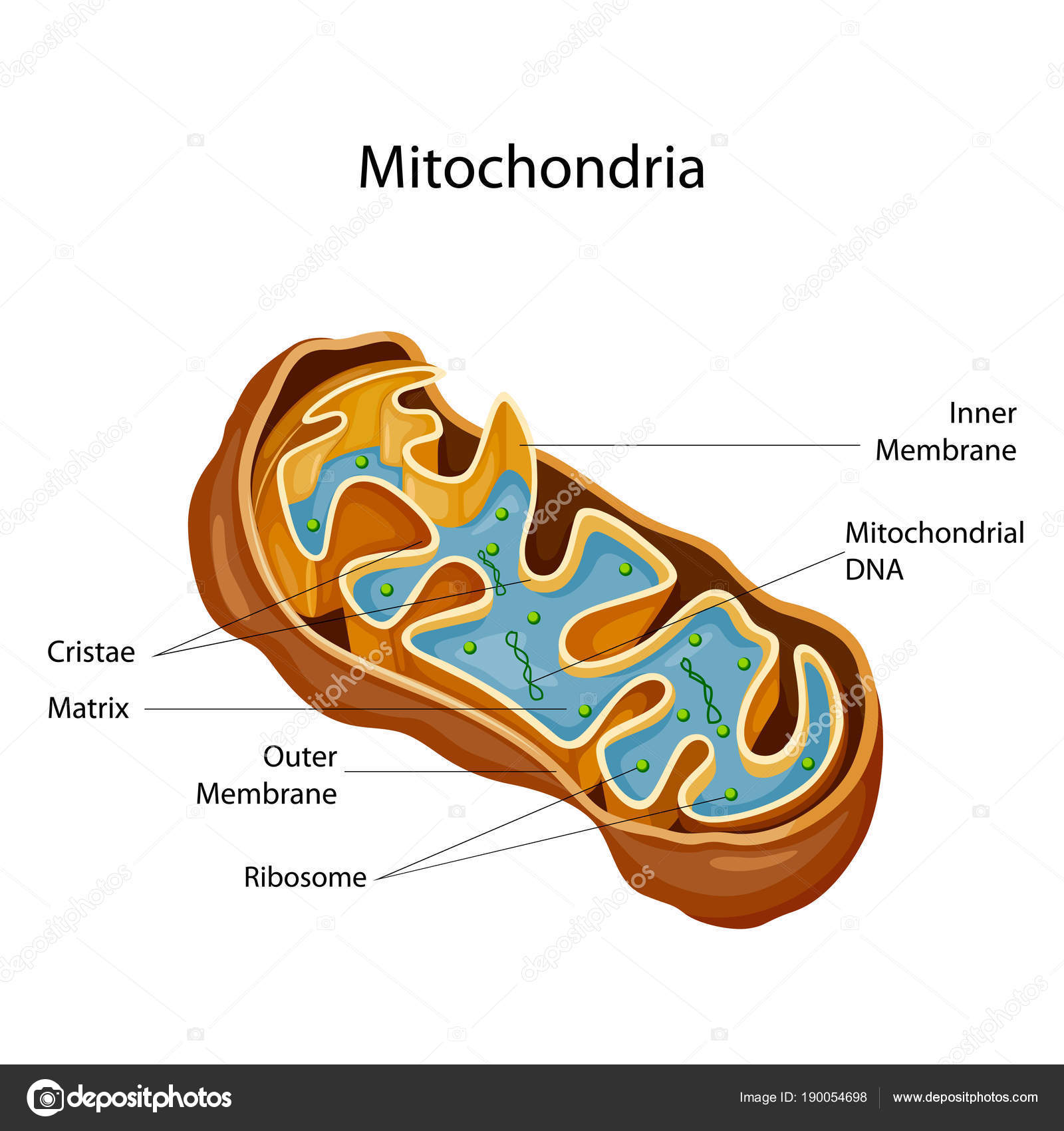 Mitochondria Diagram Labeled