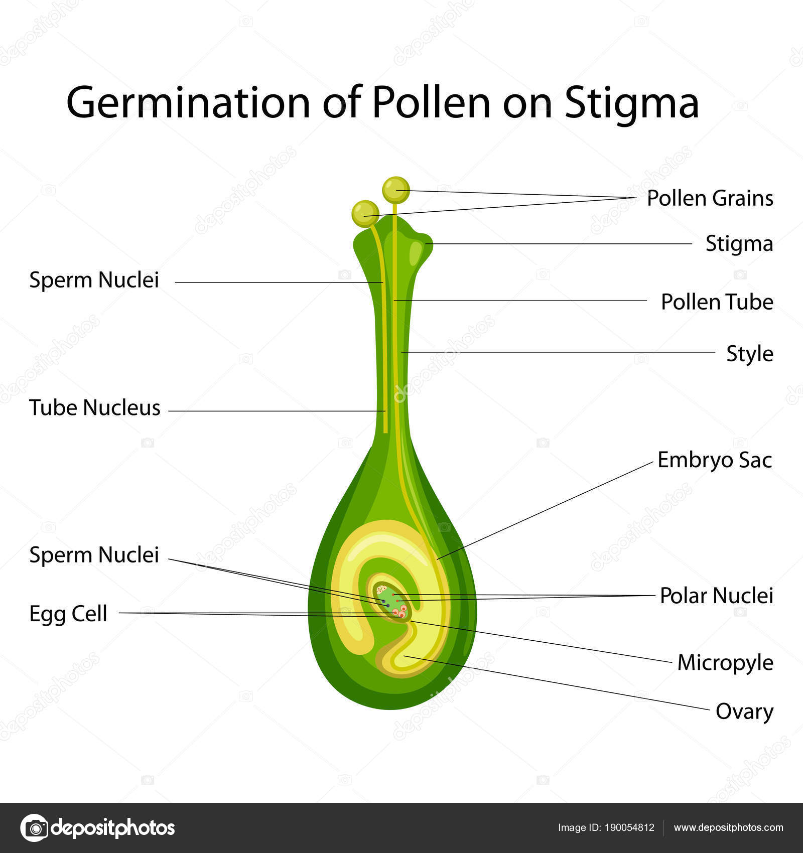 Animated Pollen Tubes Of A Flower