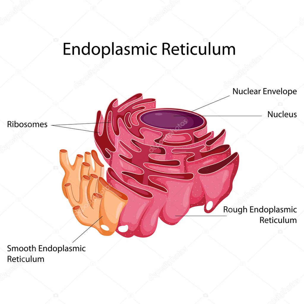 Endoplasmic Reticulum Structure And Function Alevel